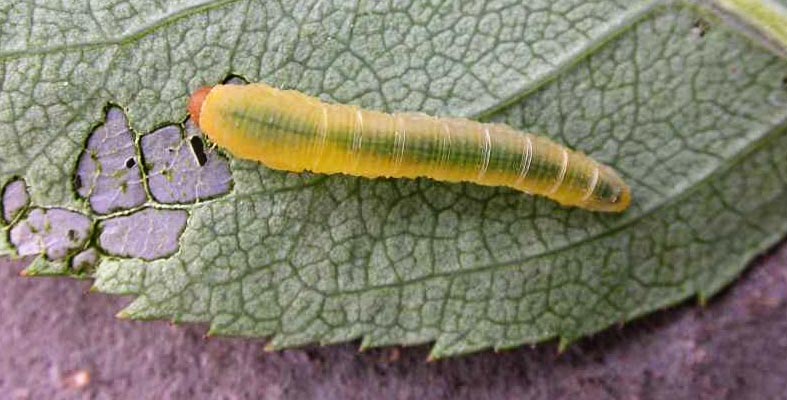 Rose Bush Slugs | Pesches Flowers & Garden Center