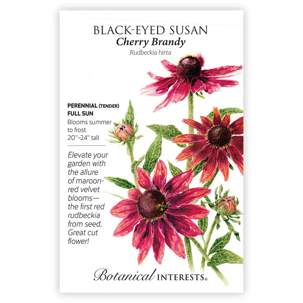 Black-Eyed Susan 'Cherry Brandy' | Pesches Flowers & Garden Center