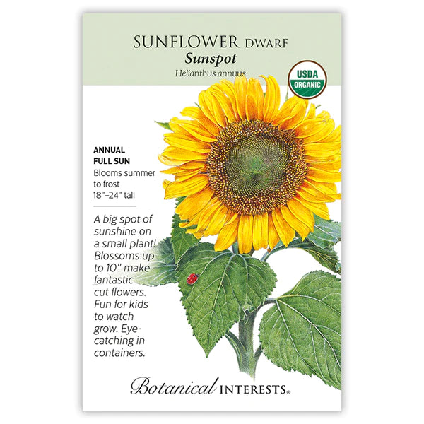Sunflower 'Sunspot Dwarf' | Pesches Flowers & Garden Center