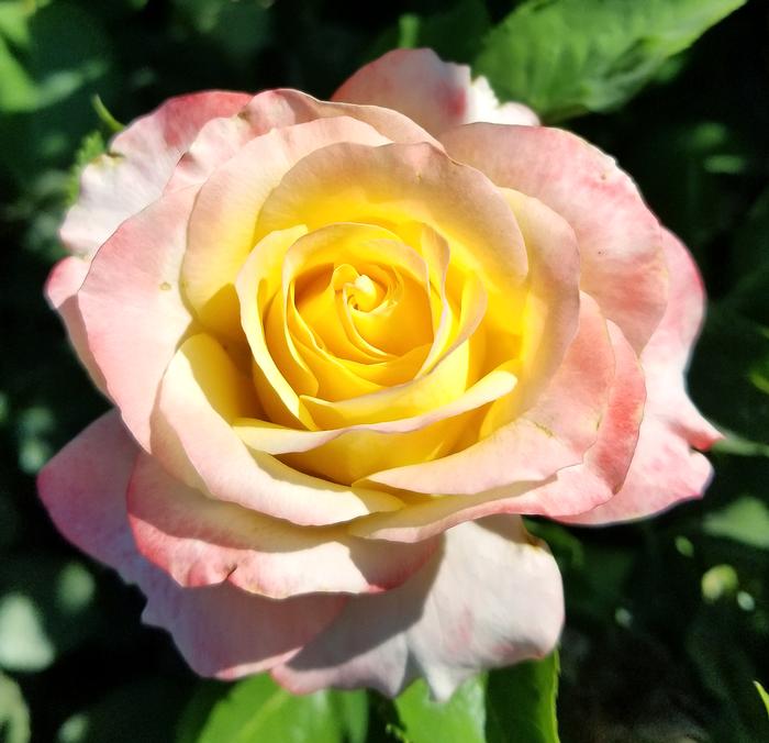 Rose 'Make Me Blush' | Pesches Flowers & Garden Center