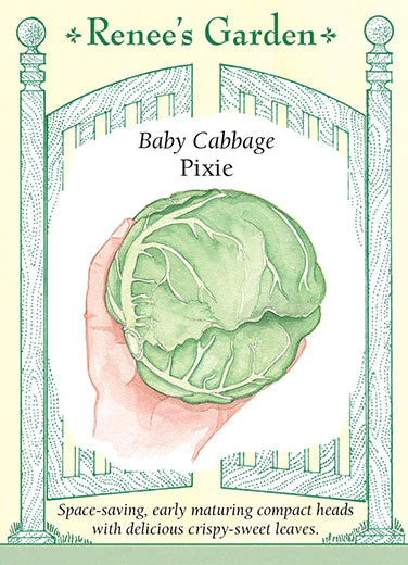 Cabbage 'Pixie' | Pesches Flowers & Garden Center
