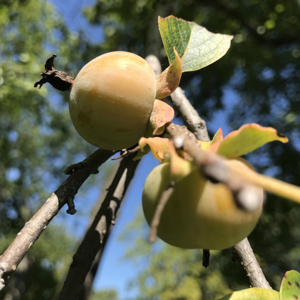 Persimmon (Common) | Pesches Flowers & Garden Center