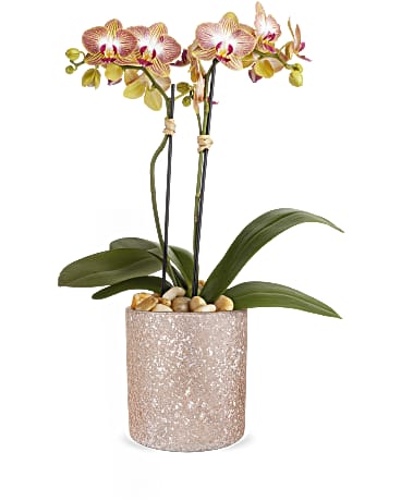Teleflora Sparkling Orchid | Pesches Flowers & Garden Center