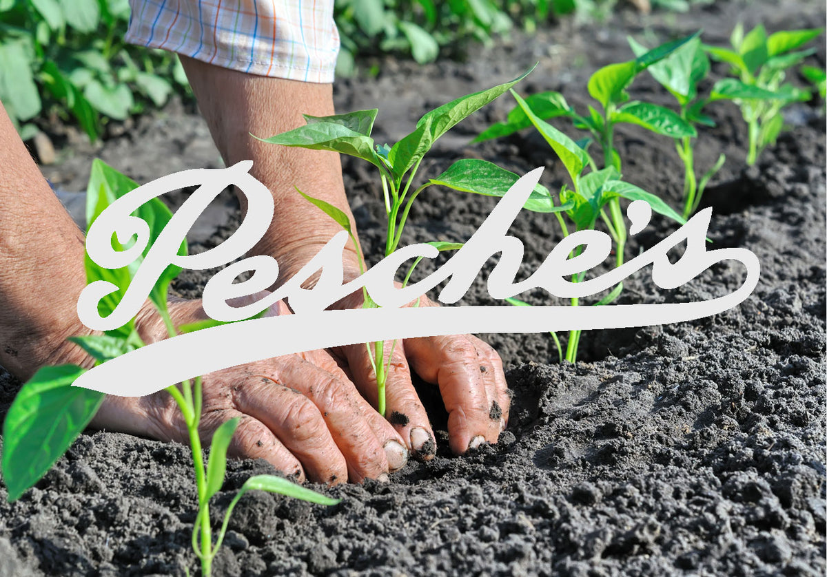 Garden Spade D Handle | Pesches Flowers & Garden Center