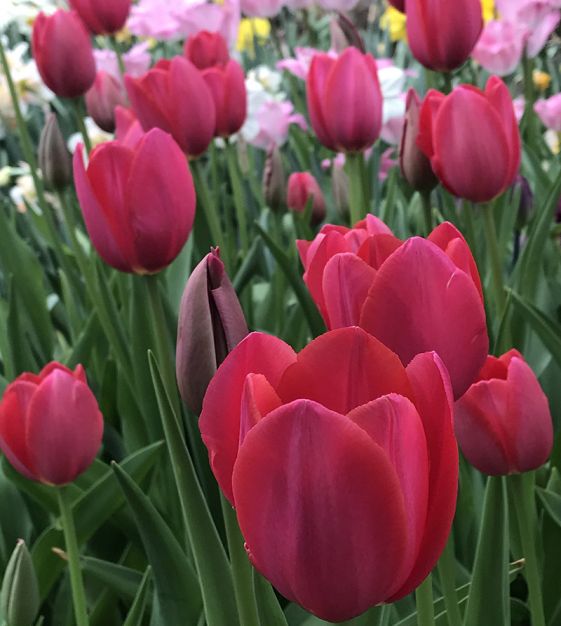 Tulip 'Yosemite' | Pesches Flowers & Garden Center