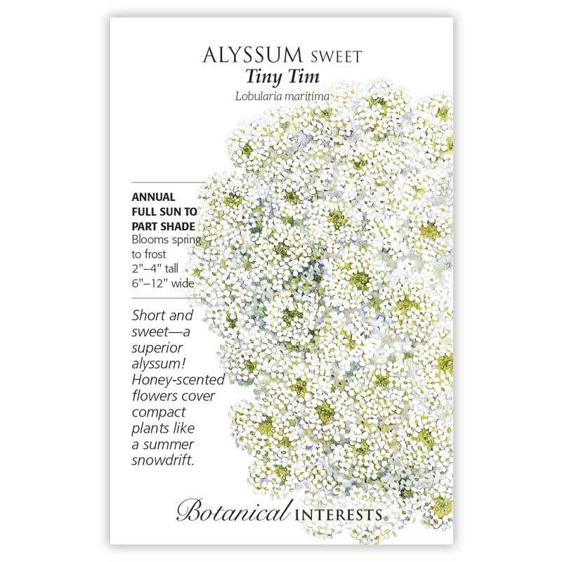 Alyssum 'Tiny Tim' | Pesches Flowers & Garden Center