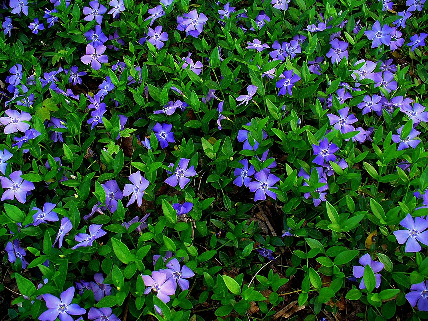 Periwinkle Plant