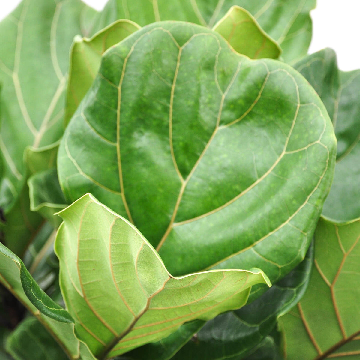 Ficus lyrata (Fiddle Leaf Fig) | Pesches Flowers & Garden Center