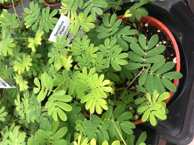 Sensitive Plant | Pesches Flowers & Garden Center